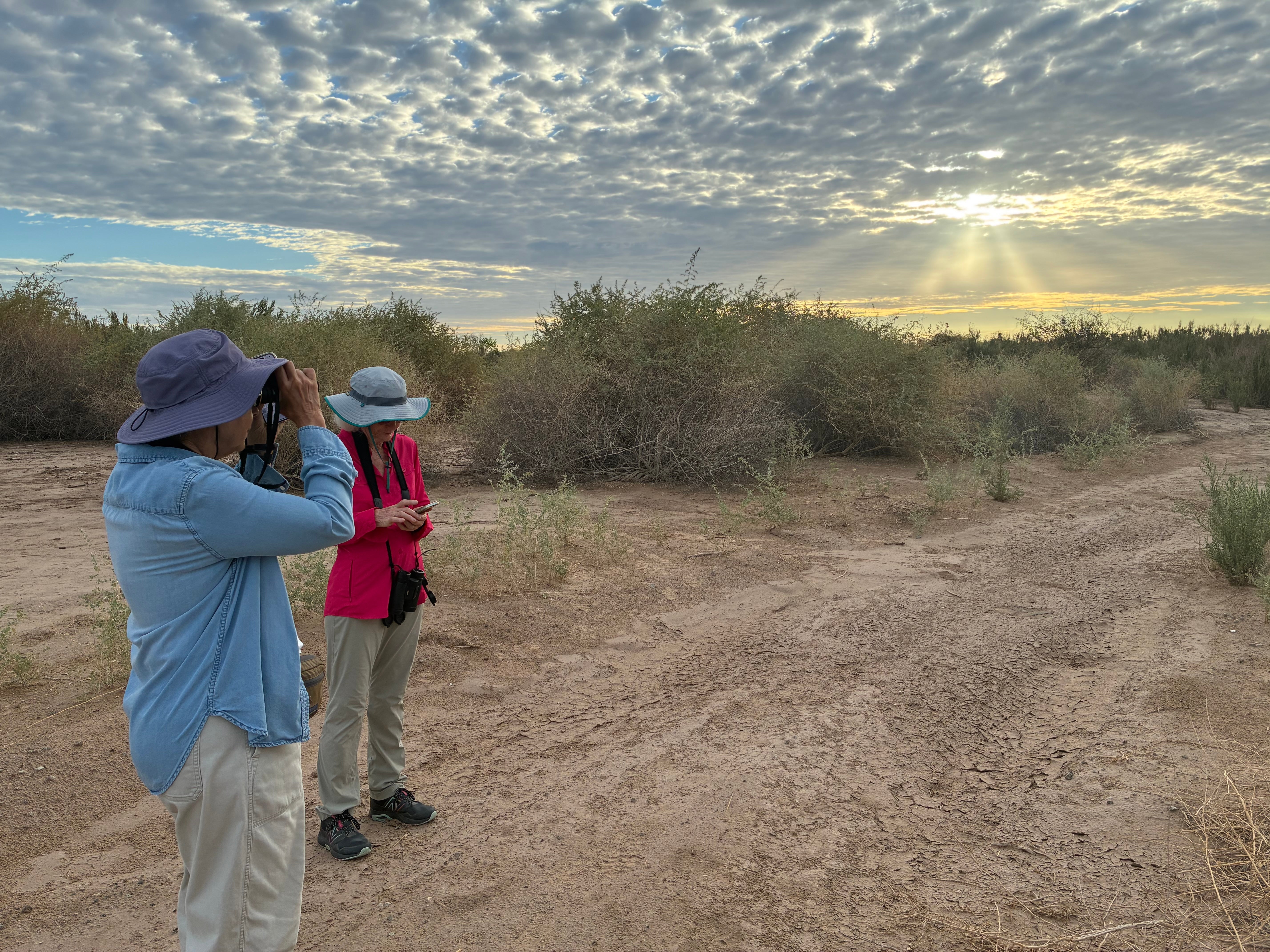 Bird Monitoring and Habitat Renewal on the Cocopah Indian Reservation ...